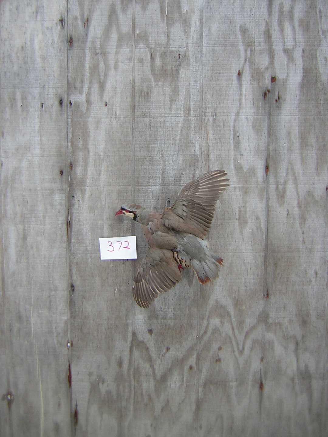 Chukar Partridge Gamebird Flying Left Mount Taxidermy - Etsy