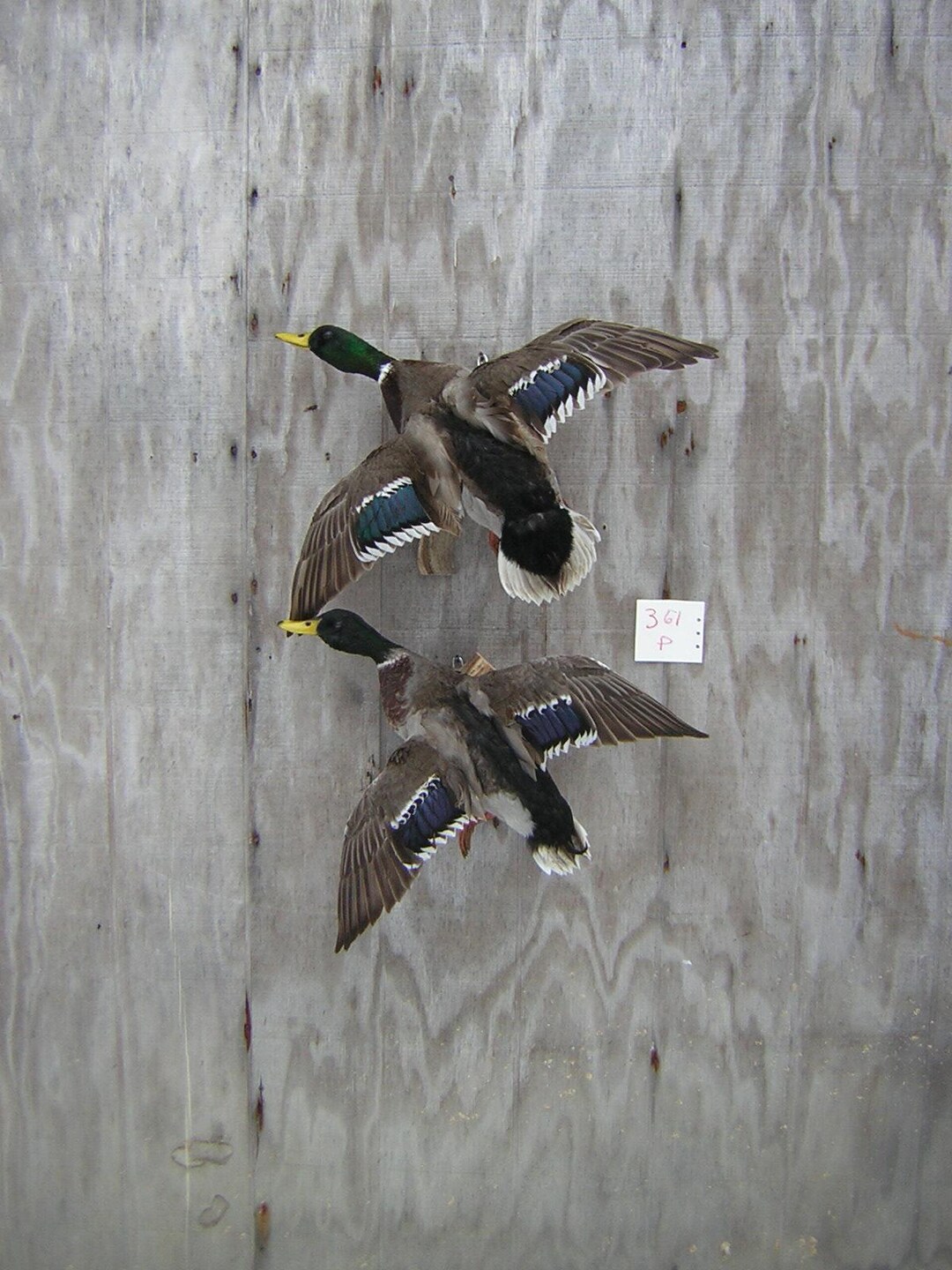 Pair of Mallard Drakes - Ducks - Flying Left- Captive Bred - Mount ...