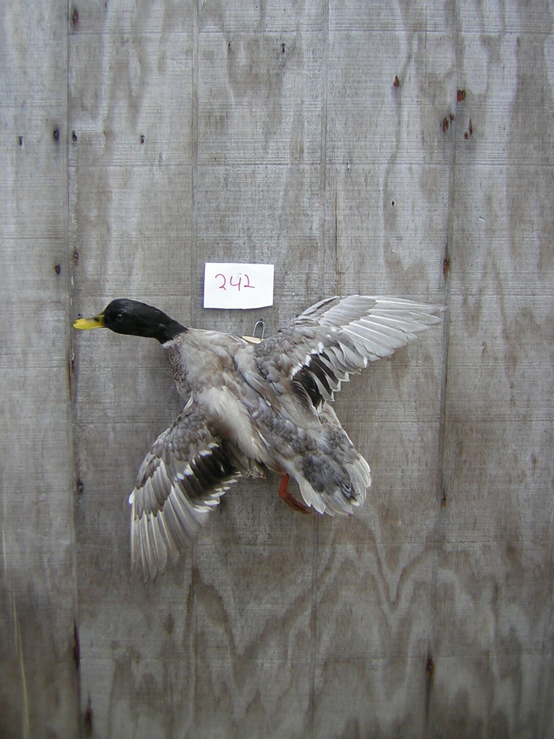 Rare Buff Mallard Drake Duck Flying Left Captive Bred - Etsy