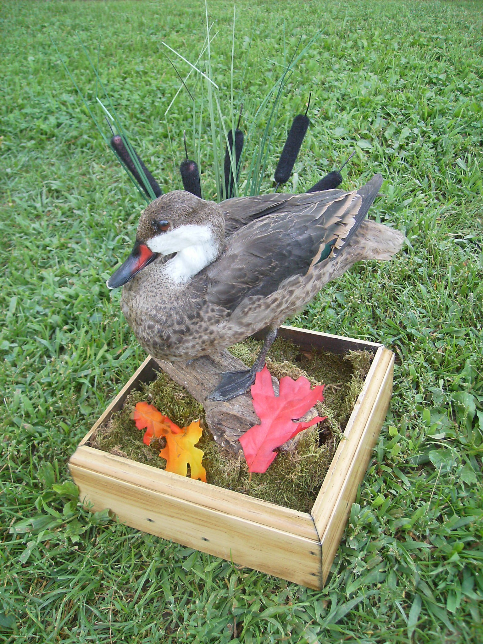 Cool Pintail Duck Mounts