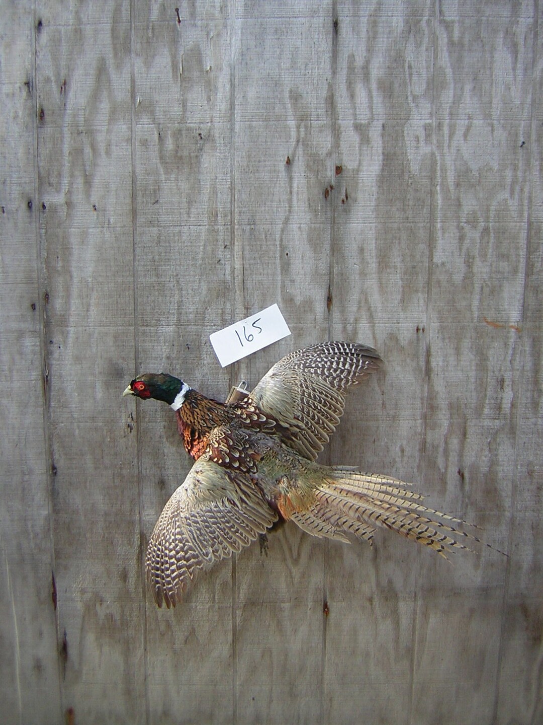Ringneck Rooster Pheasant Flying Left Mount Taxidermy - Etsy
