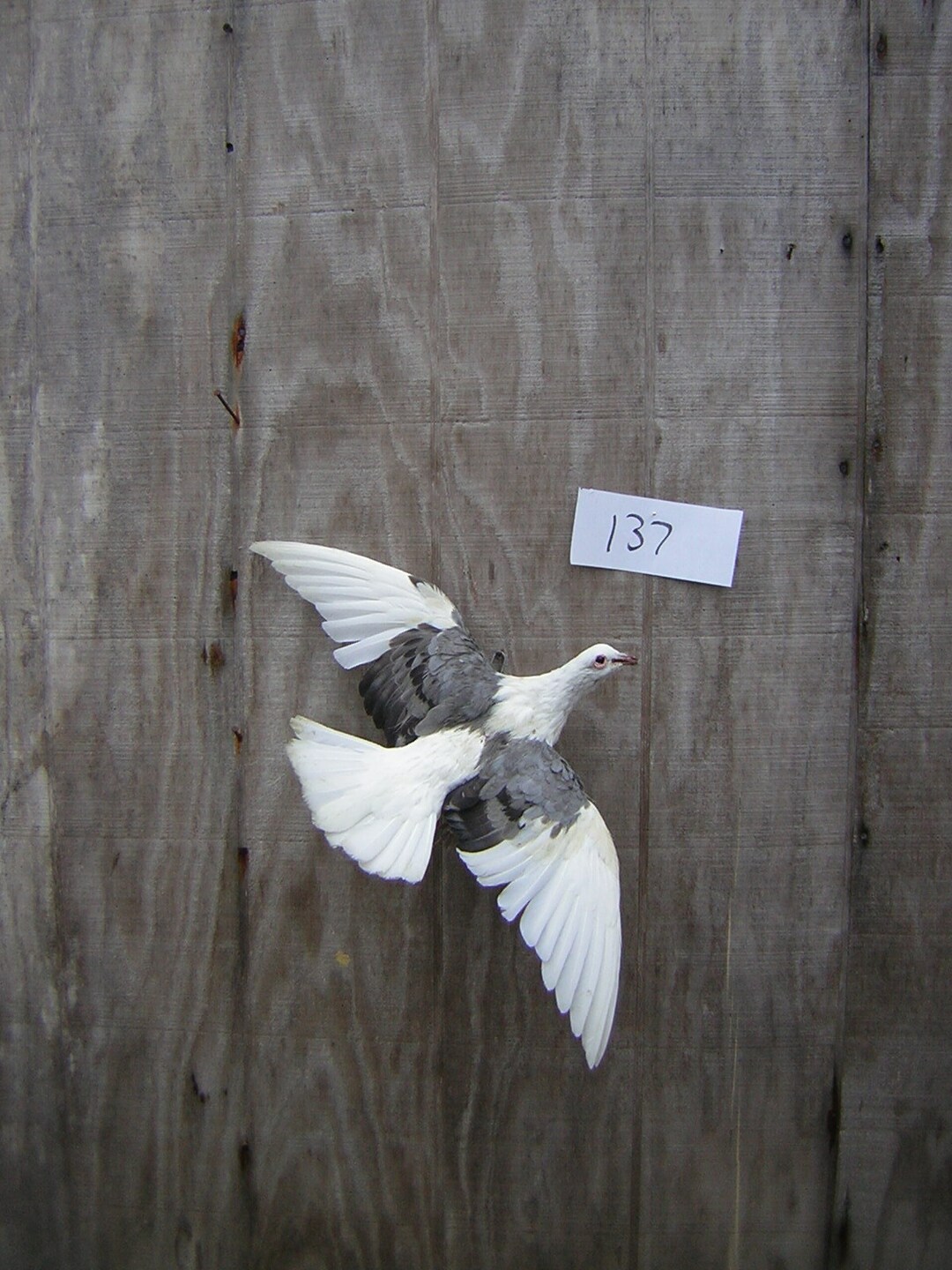 Saddleback Homing Pigeon Flying Right Mount Bird Taxidermy - Etsy