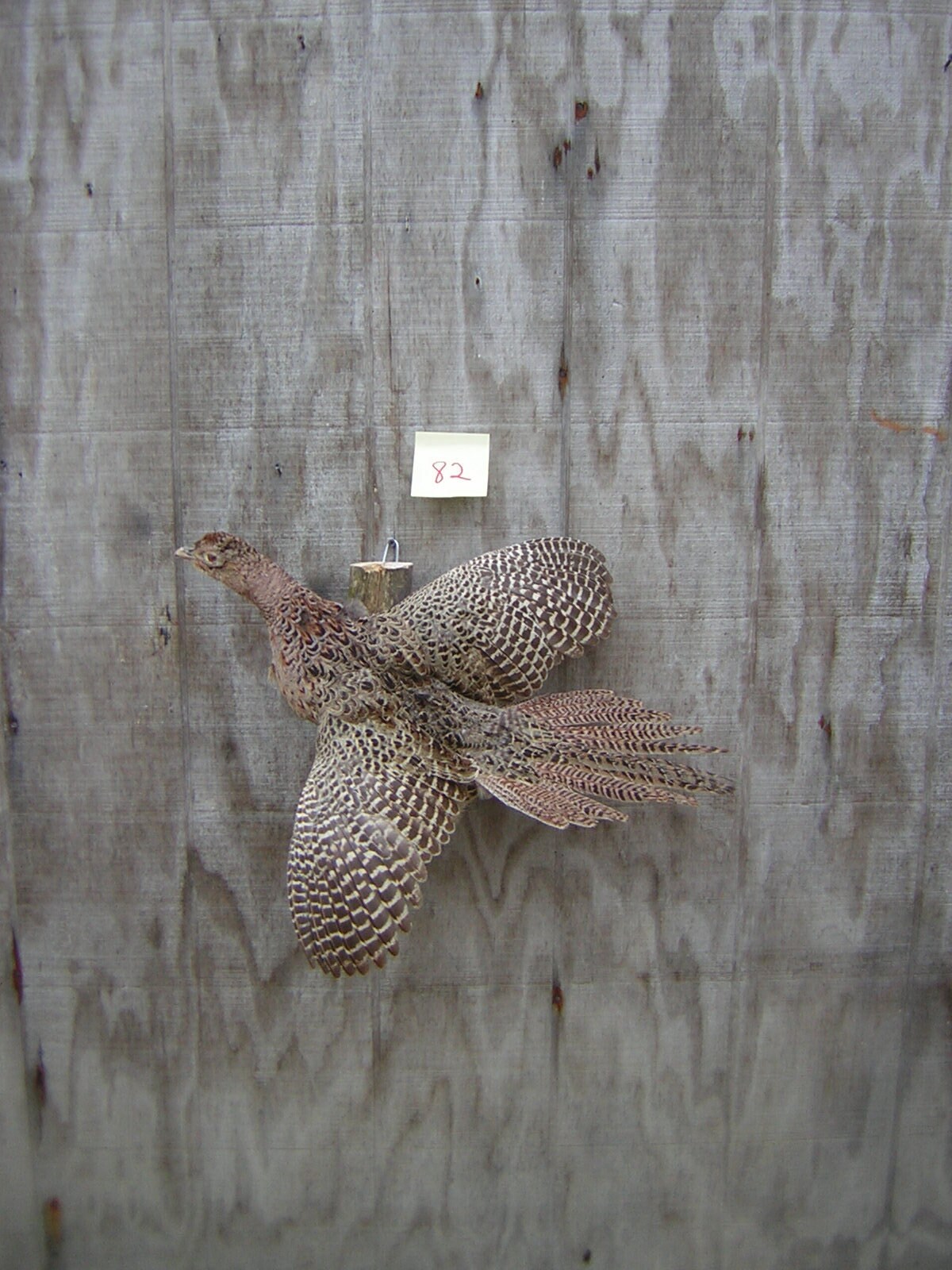 Ringneck Pheasant Hen Flying Left Mount Taxidermy - Etsy