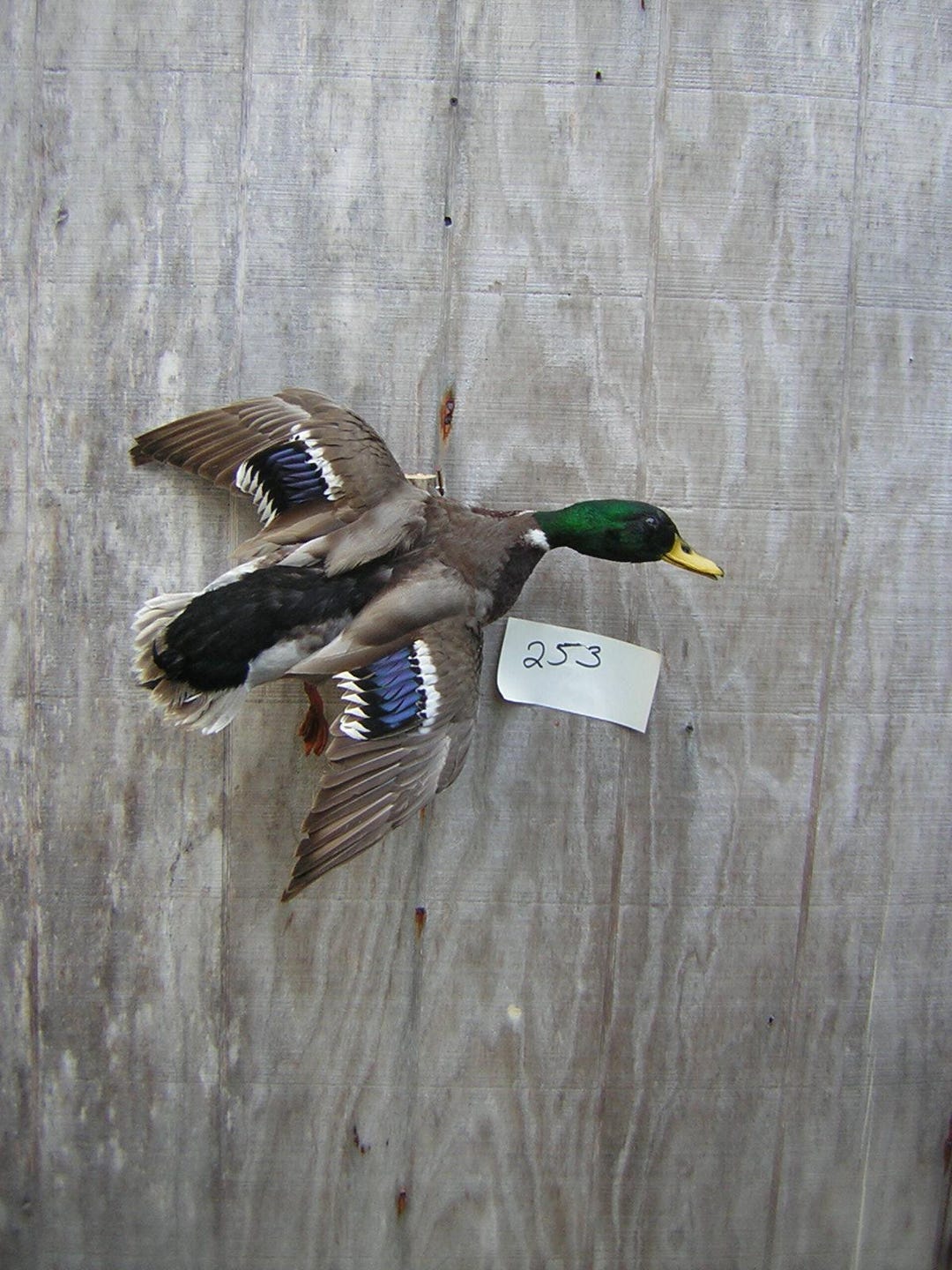 Mallard Drake Duck Flying Right Captive Bred Mount Taxidermy - Etsy