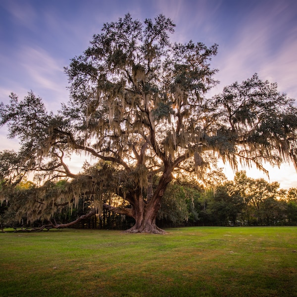 Florida Photography - Etsy