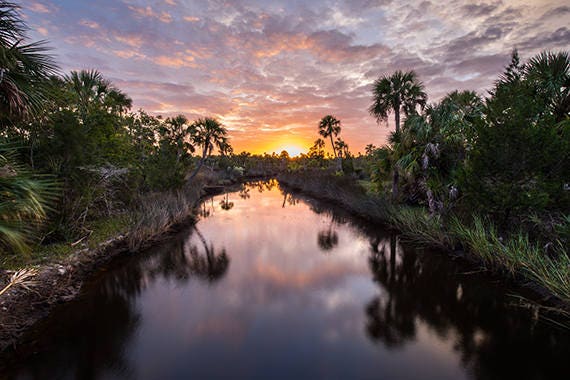 Florida Photography Suwannee River Water Scene Nature | Etsy