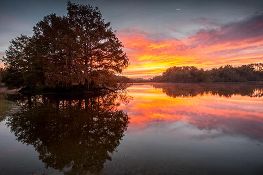 Lake Alice, Landscape , Florida Sunrise, University of Florida, Large ...