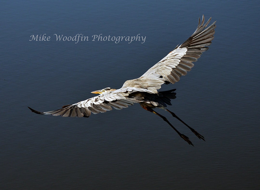 Great Blue Heron in Flight Photo Photograph DIGITAL Download Country ...