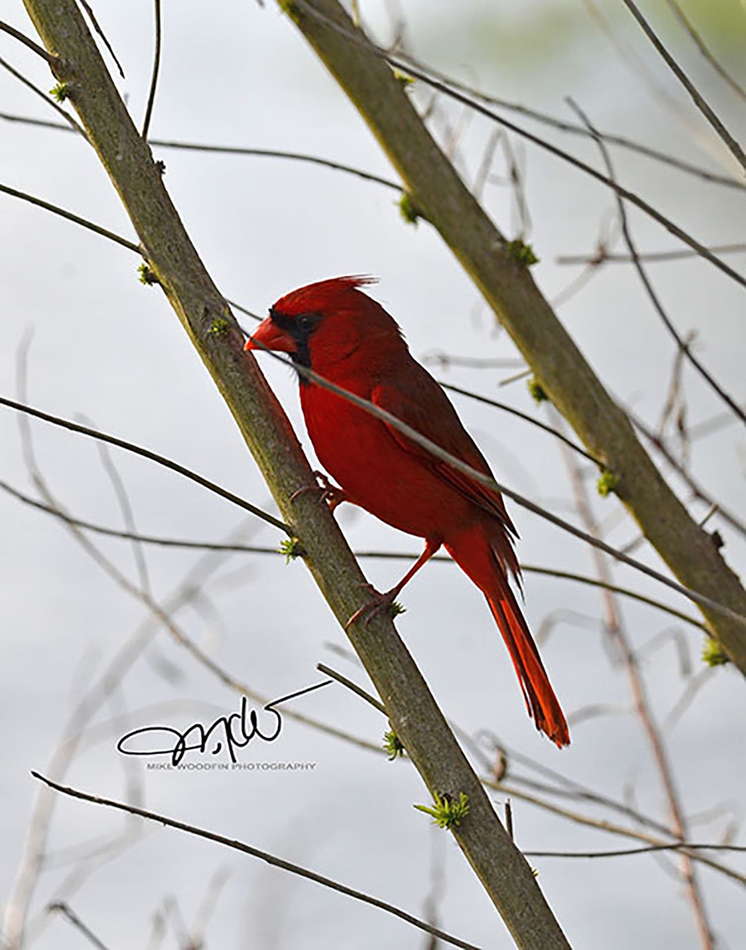 Male Cardinal Photo Photograph Wall Art Poster Fine Art Country Art Red ...