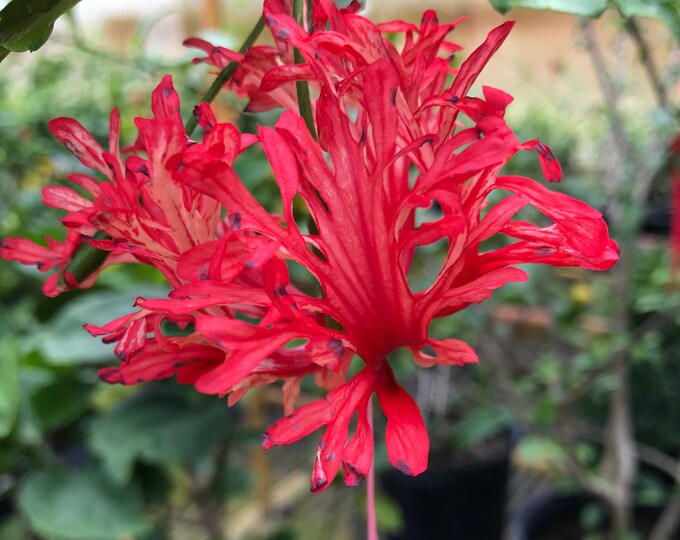 Tropical Hibiscus ~ Chinese Lanterns ~ Hibiscus Schizopetalus ~ Live ...