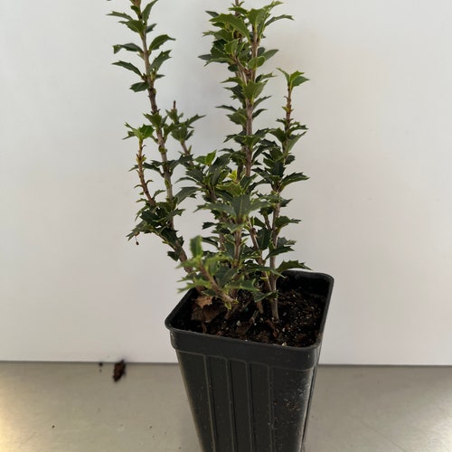 Red Flowering Fragrant Tea Olive Osmanthus Live Plant - Etsy