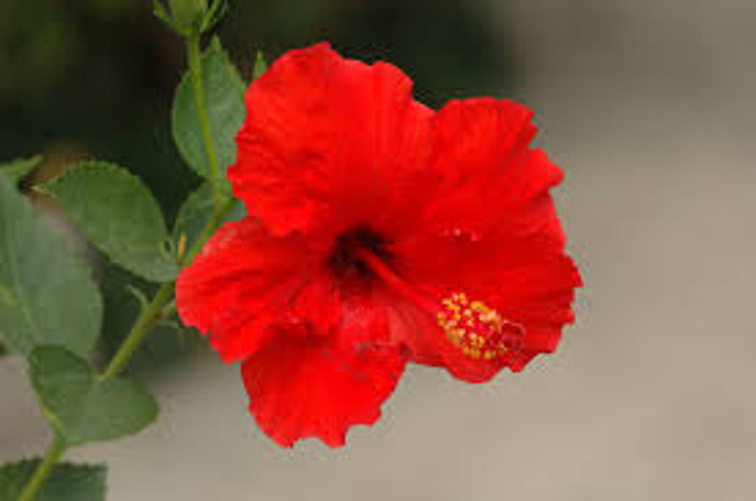 Hibiscus Rosa-sinensis 'brilliant Red' ~ Live Starter Plant - Etsy