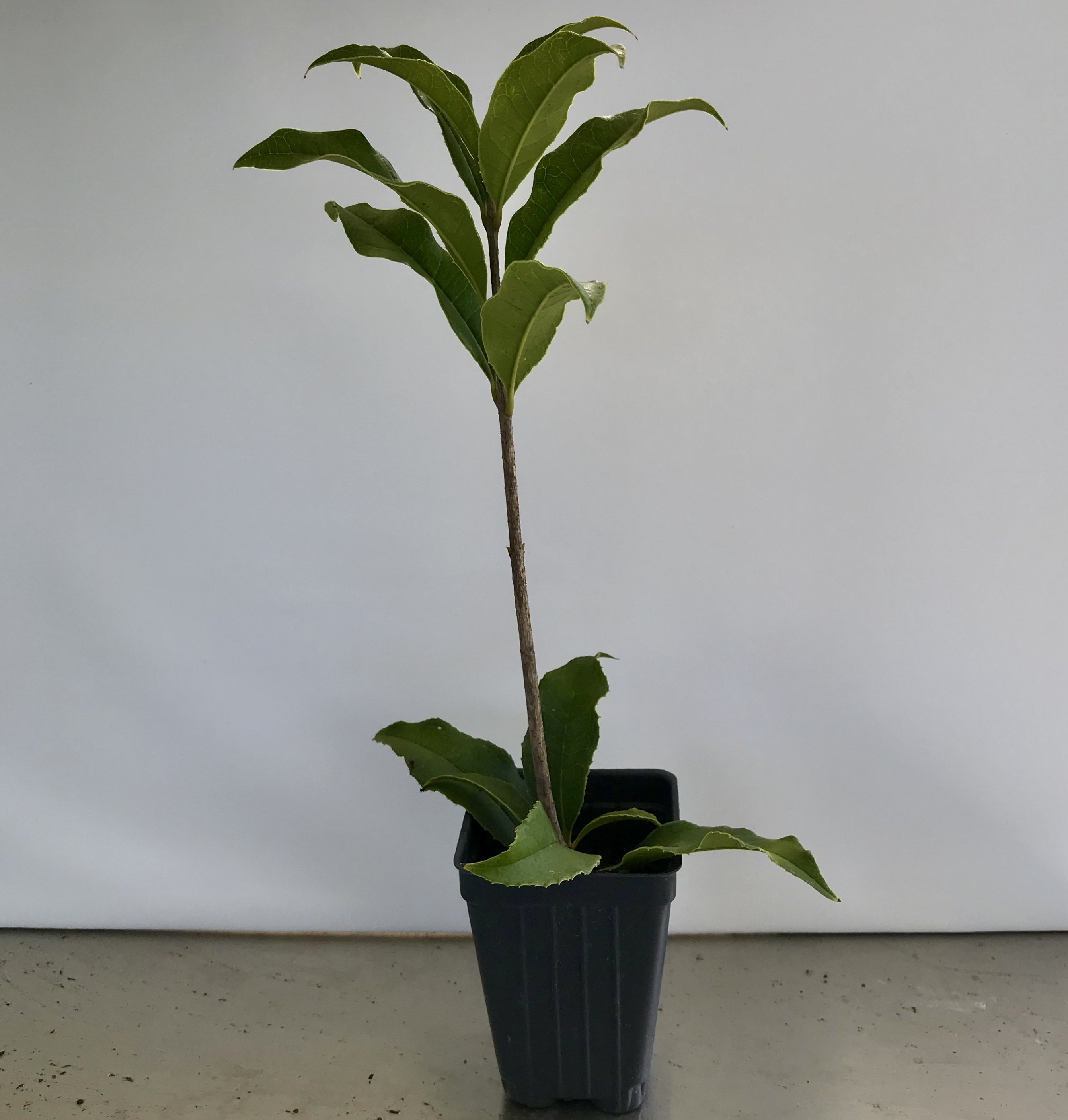 Orange Tea Olive 'Aurantiacus' Osmanthus fragrans - Etsy Österreich