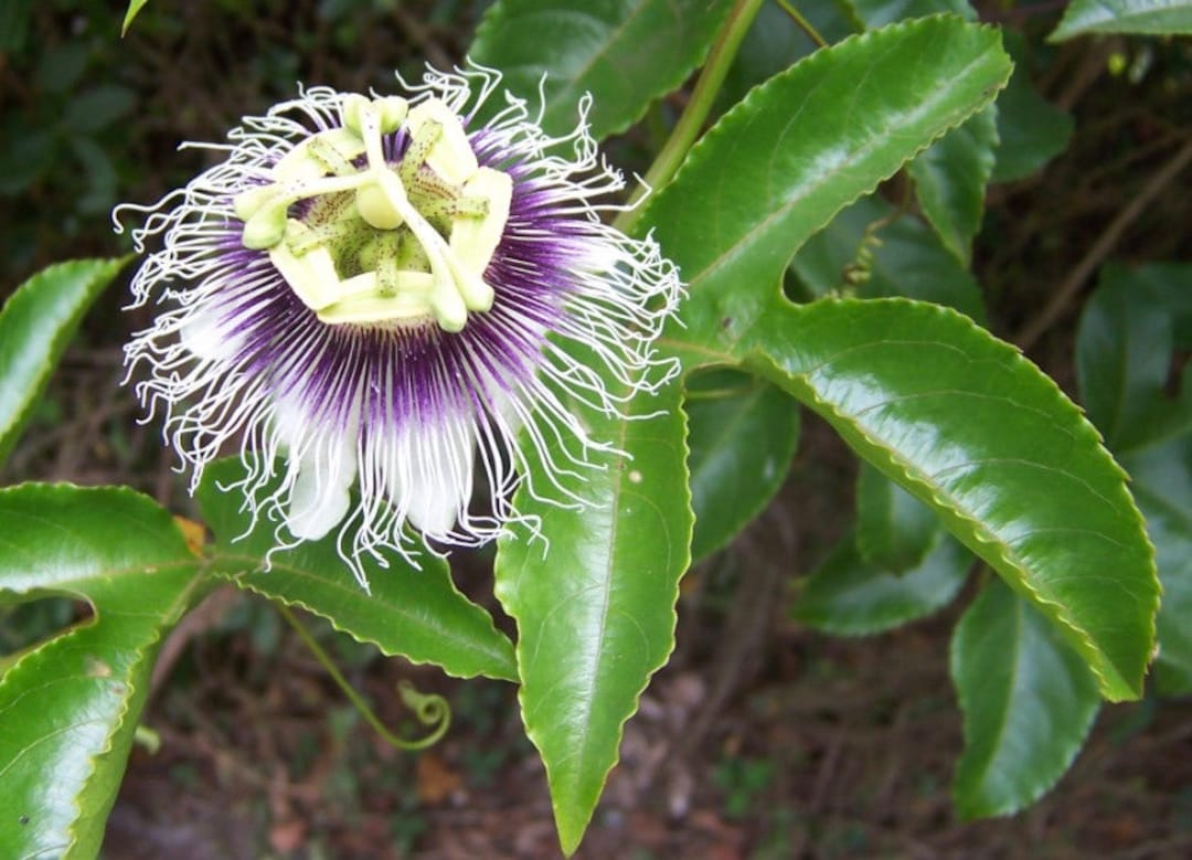 Passion Fruit ~ Passiflora Edulis ~ Purple Possum Passionflower ~ Live ...