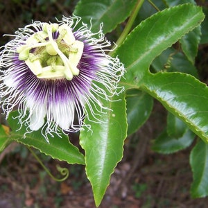 Passion Fruit ~ Passiflora Edulis ~ Purple Possum Passionflower ~ Live ...