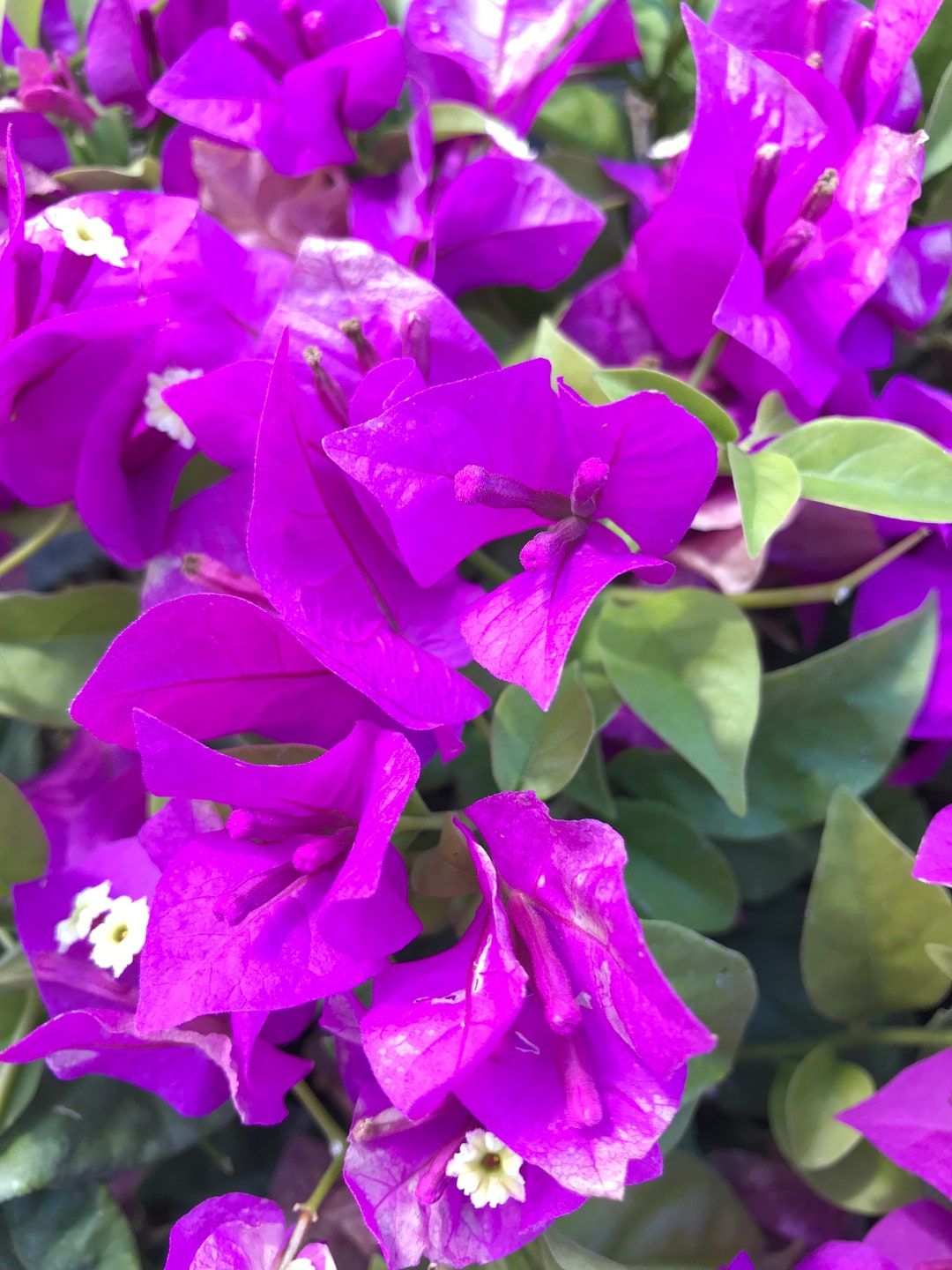 Bougainvillea "elizabeth Angus" ~ Live Plant - Etsy