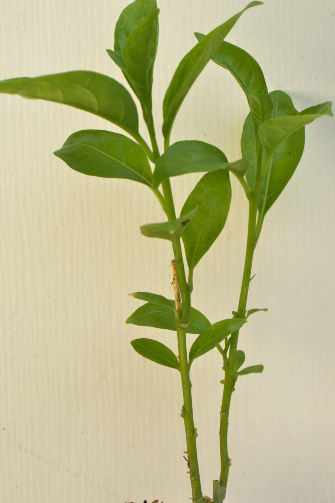 Cestrum Nocturnum ~ Fragrant Night Blooming Jasmine ~ Live Plant - Etsy