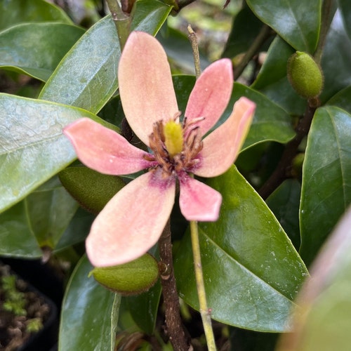 Banana Shrub Magnolia Figo Hybrid 'stellar Ruby' - Etsy
