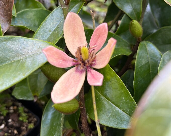 Banana Shrub ~ Magnolia Figo Hybrid 'stellar Ruby' PP29778 ~ Michelia ...