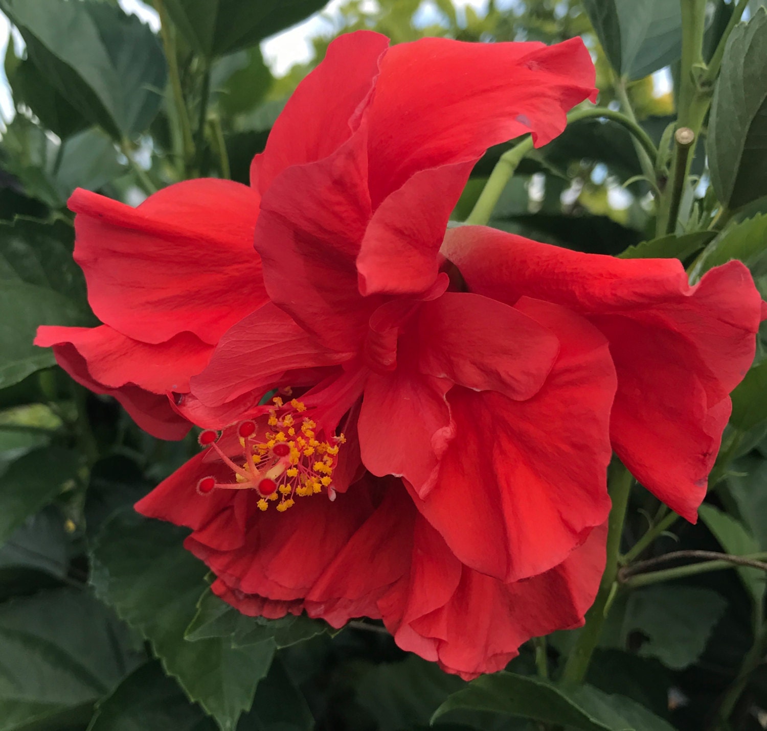 Tropical Hibiscus Rosa-sinensis 'double Red' ~ Live Starter Plant - Etsy
