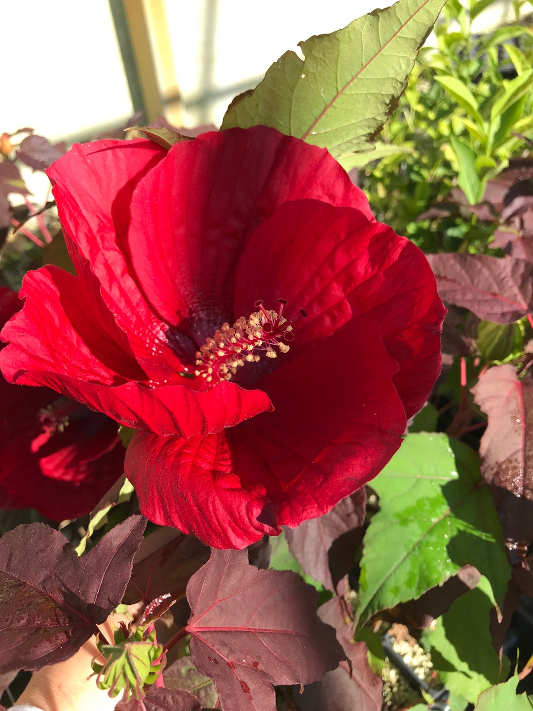 Cold Hardy Hibiscus ~ Dwarf Red 'mimi' ~ Hibiscus Malvaceae ~ Live ...