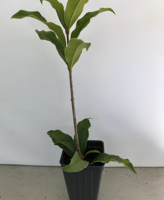 Orange Tea Olive 'aurantiacus' osmanthus Fragrans - Etsy