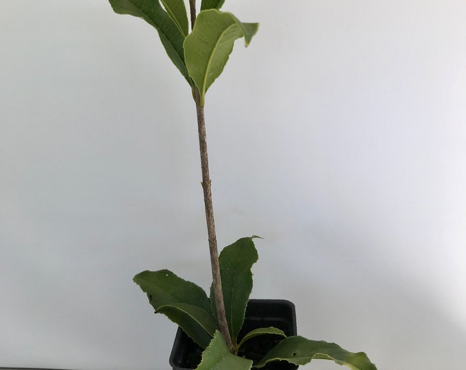 Orange Tea Olive 'aurantiacus' ~ (osmanthus Fragrans) Sweet Olive ...