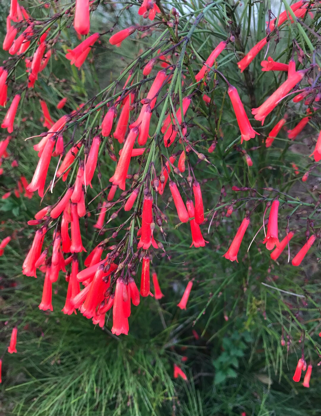 Red Firecracker Plant ~ Russelia Equisetiformis ~ Live Plant - Etsy