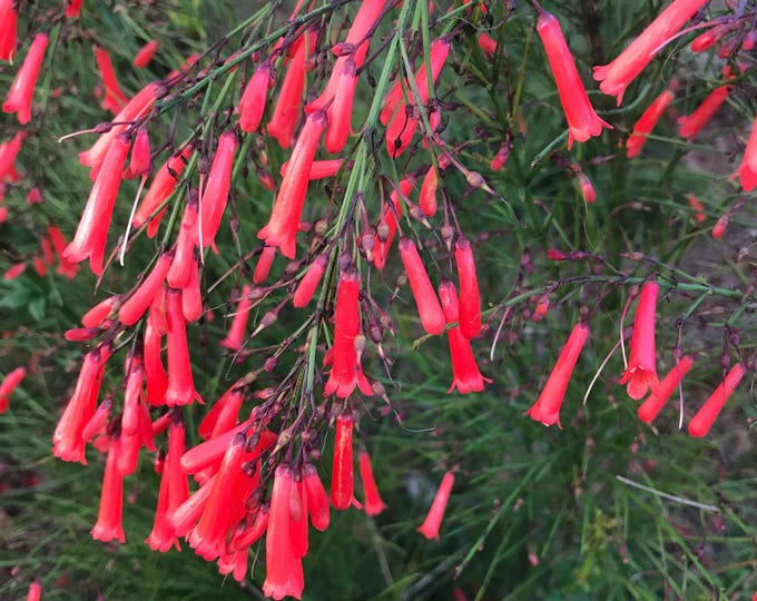 Red Firecracker Plant ~ Russelia Equisetiformis ~ Live Plant - Etsy