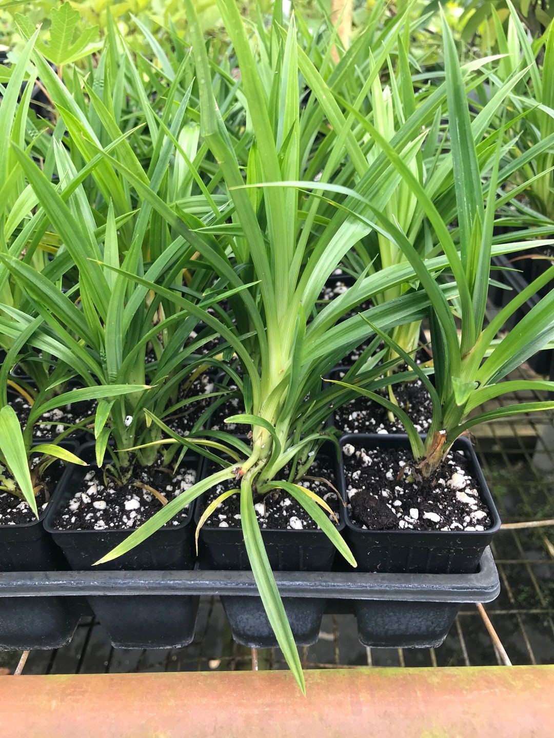 Pandan Edible Plant - Pandanus Amaryllifolius ~ Live Plant - Etsy