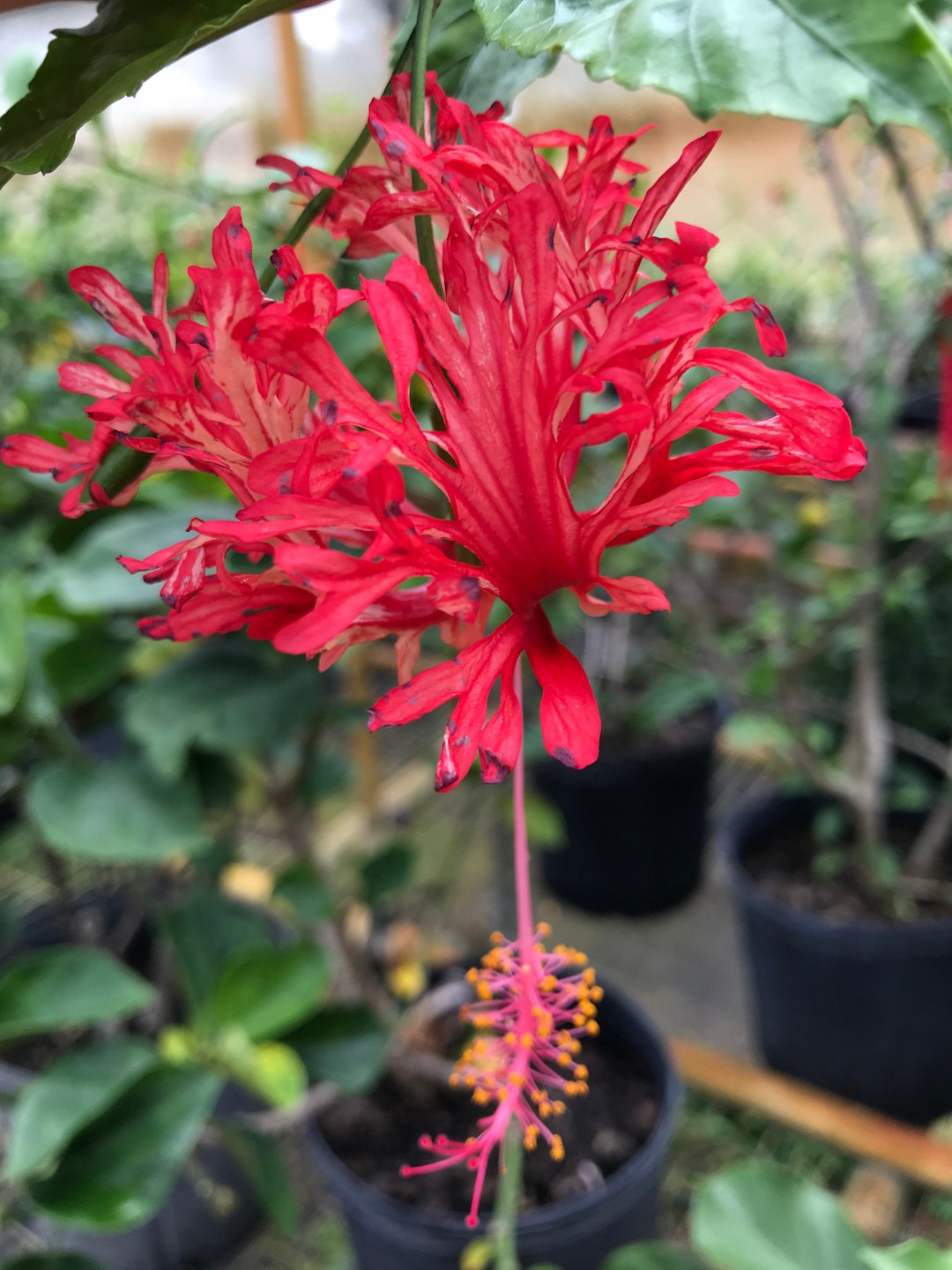 Tropical Hibiscus ~ Chinese Lanterns ~ Hibiscus Schizopetalus ~ Live ...
