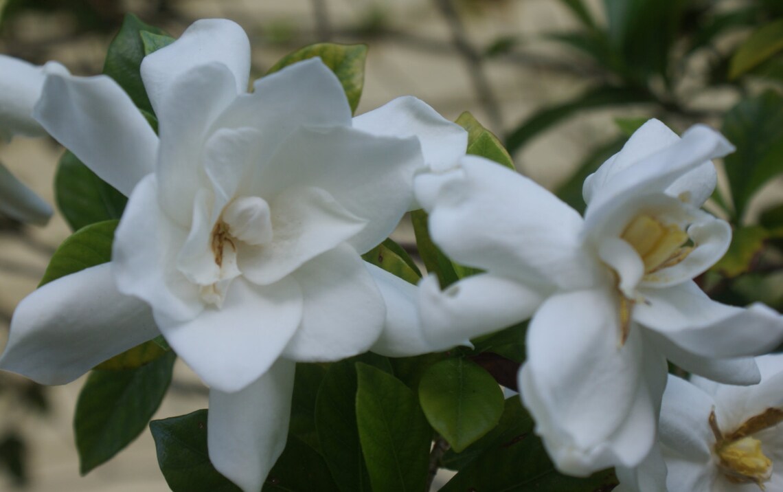 Fragrant Flowers Gardenia 'august Beauty' Live - Etsy