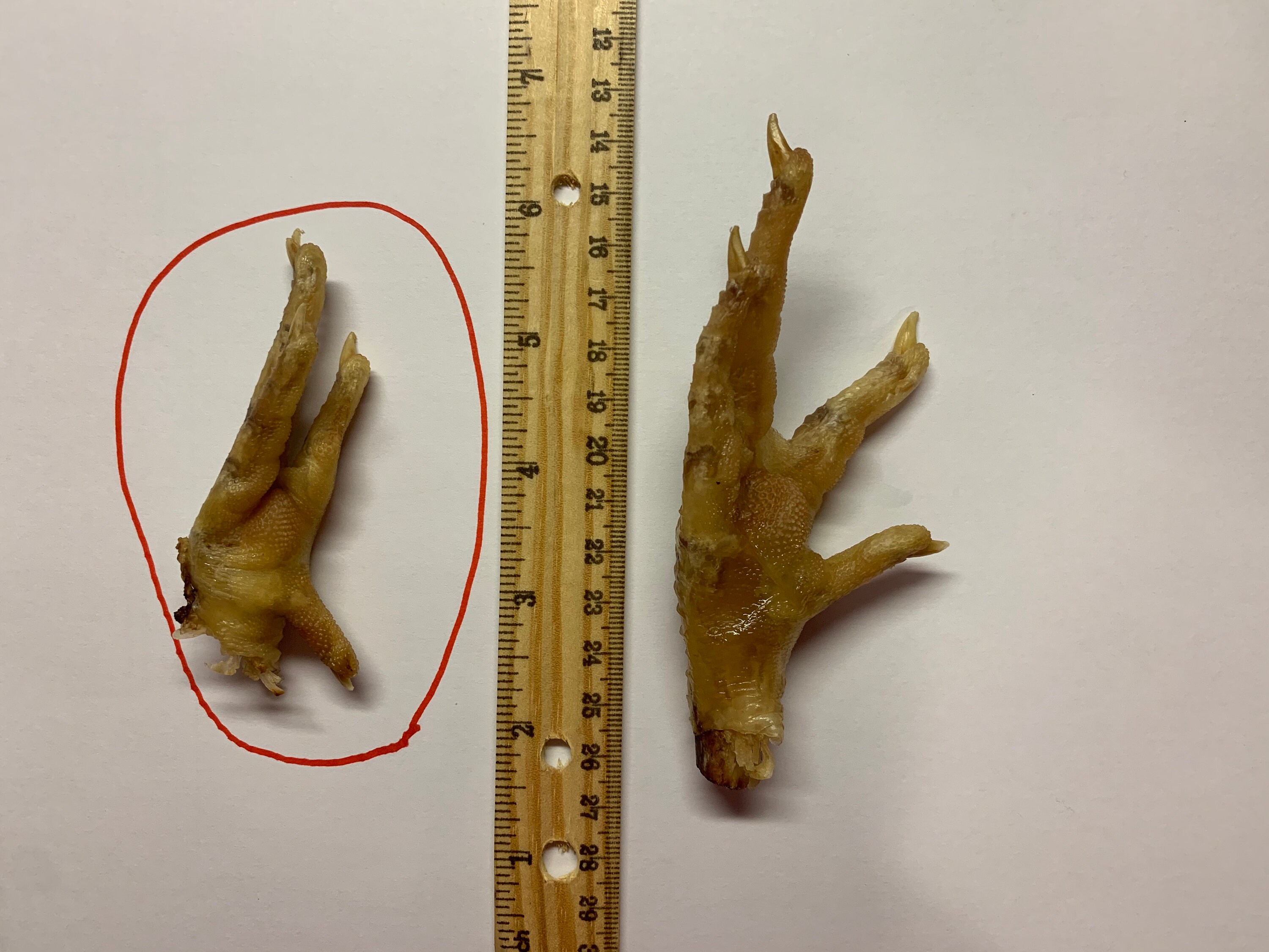 Chicken Feet Organic dehydrated raw NEVER pre-cooked | Etsy