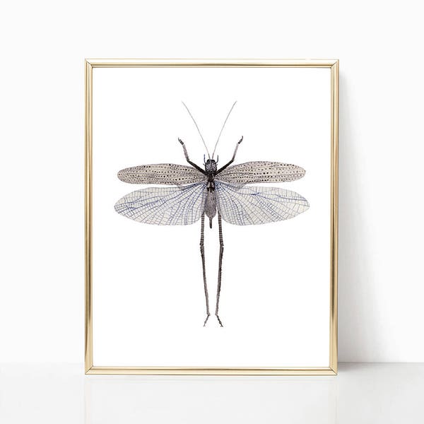 Insect Watercolor - Etsy