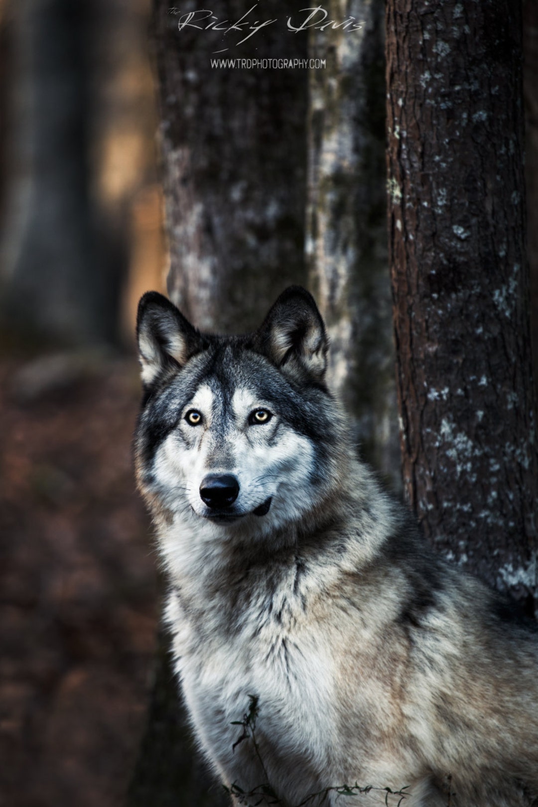 Gray Wolf - Photography Print - Etsy