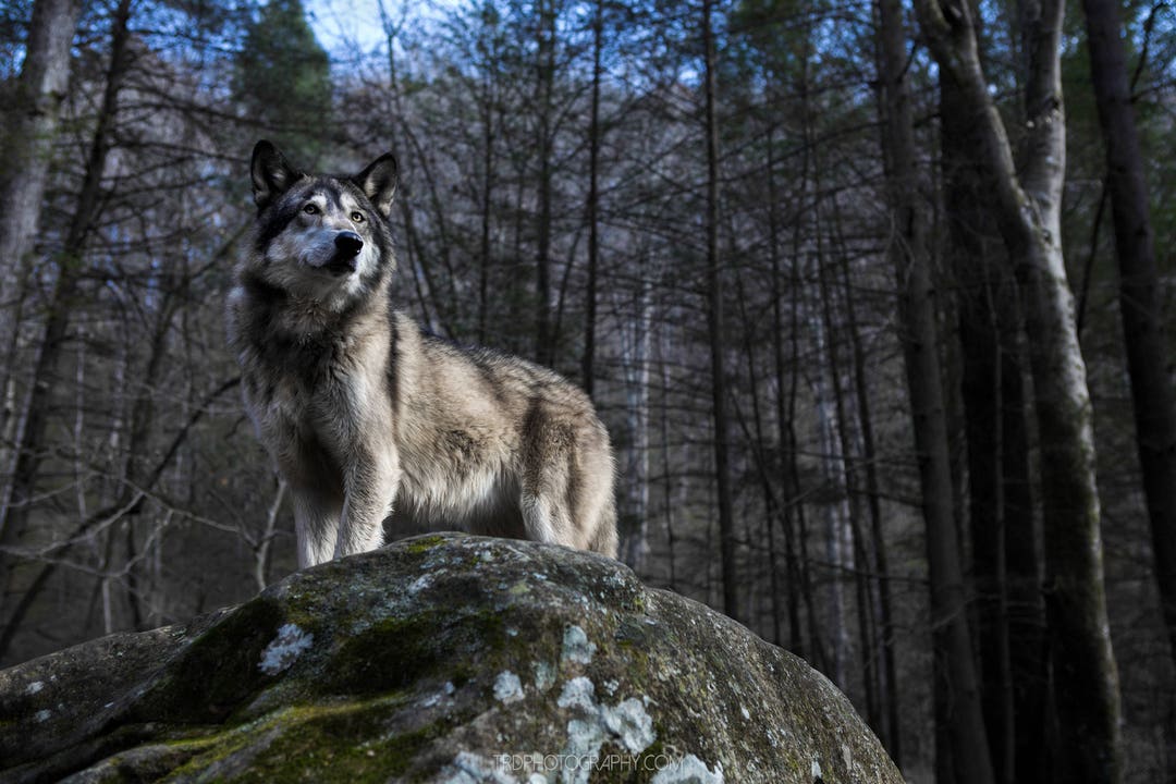 Gray Wolf - Wildlife Photographic Art Print - Etsy