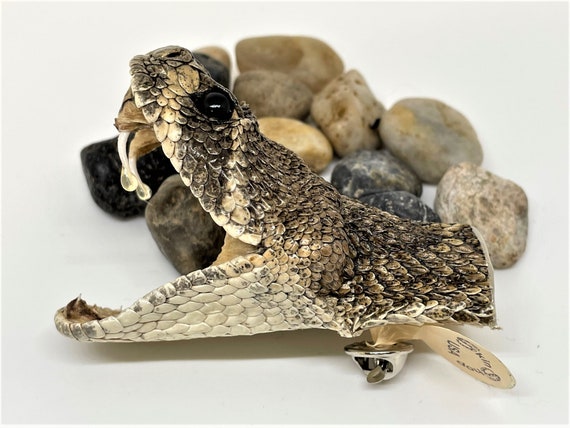 Diamondback Rattlesnake Skin Treasure Gurus Eastern Diamondback ...