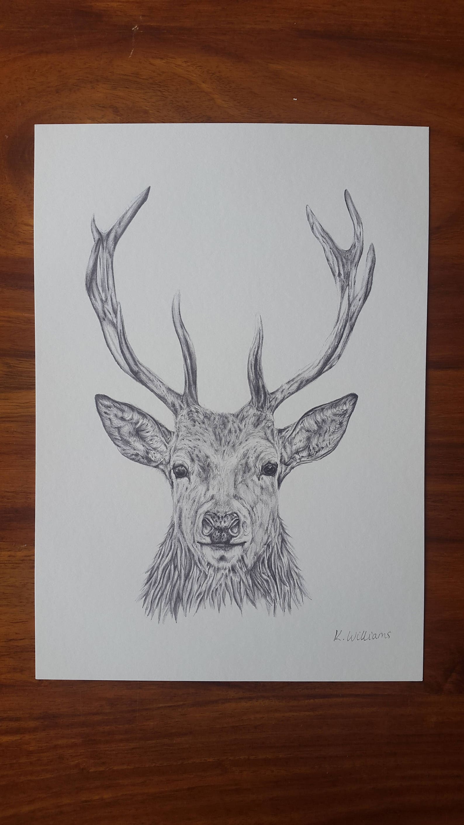 Disegno a matita cervo, stampa originale / giclee A4, stampa cervo ...