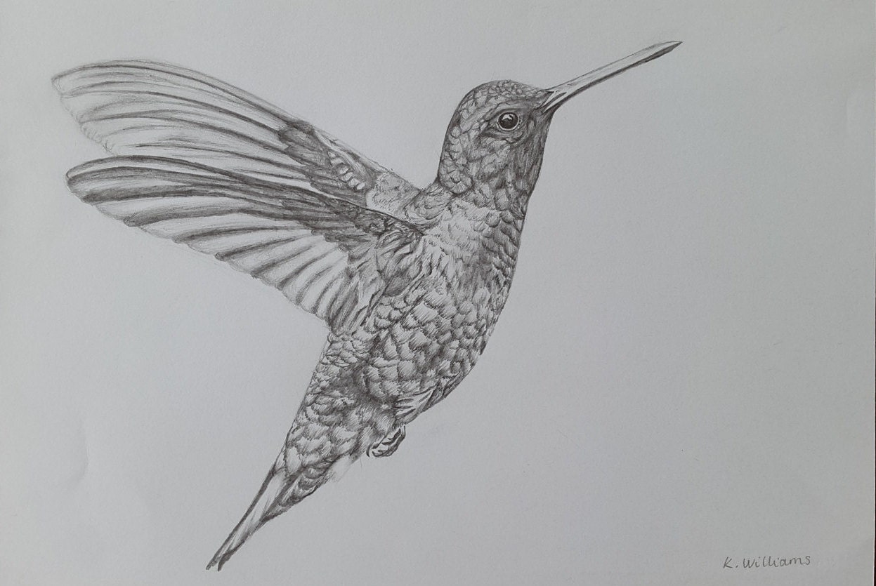 Hummingbird Pencil Drawing, Original / Giclee Print A4, Hummingbird ...