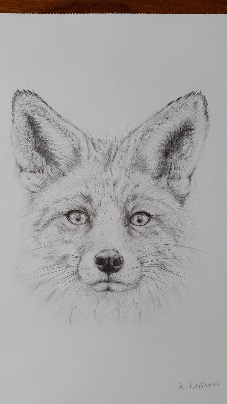 Fox pencil drawing Original / Giclee Print A4 Fox Print | Etsy
