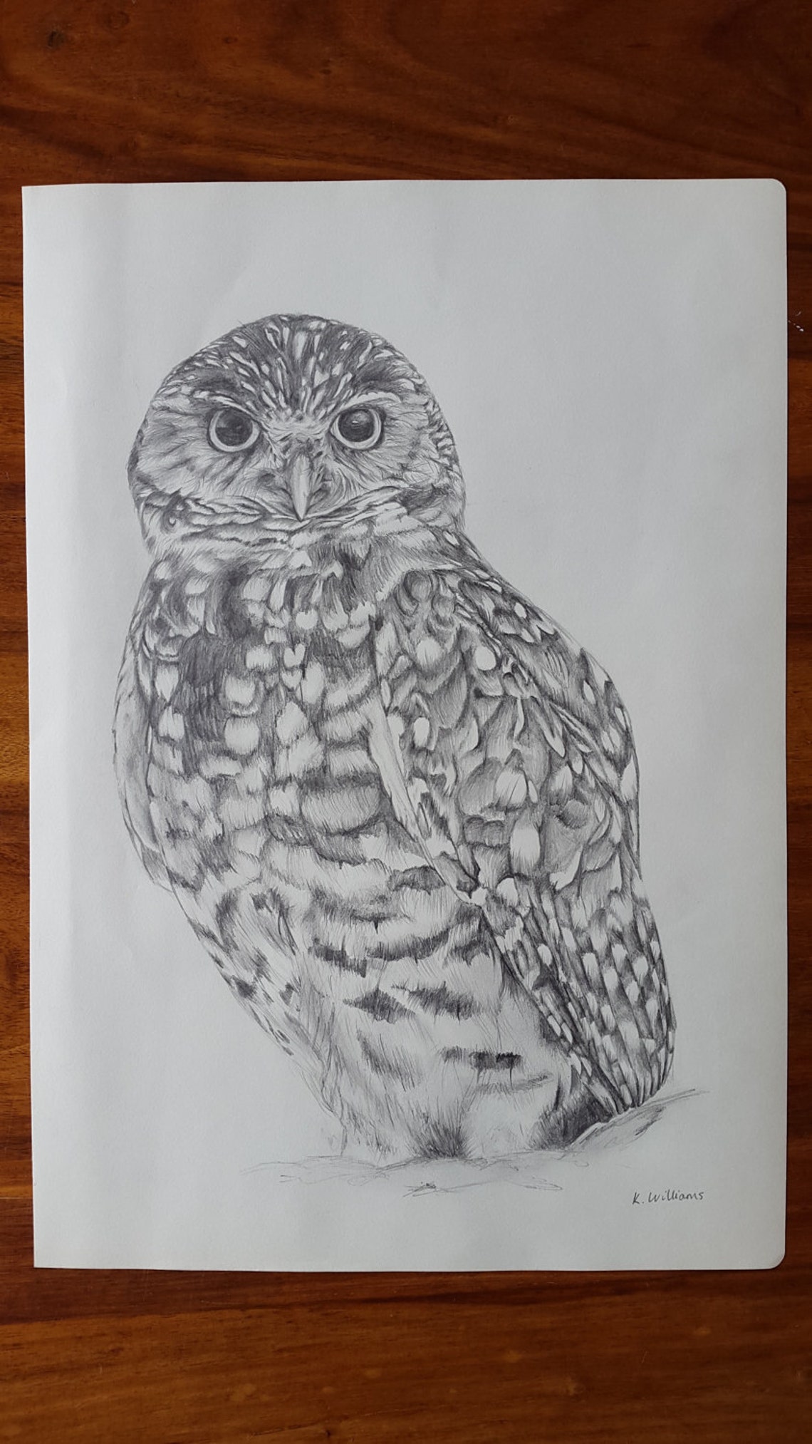 Owl Pencil Drawing, Original / Giclee Print A3, Owl Print, Elegant ...