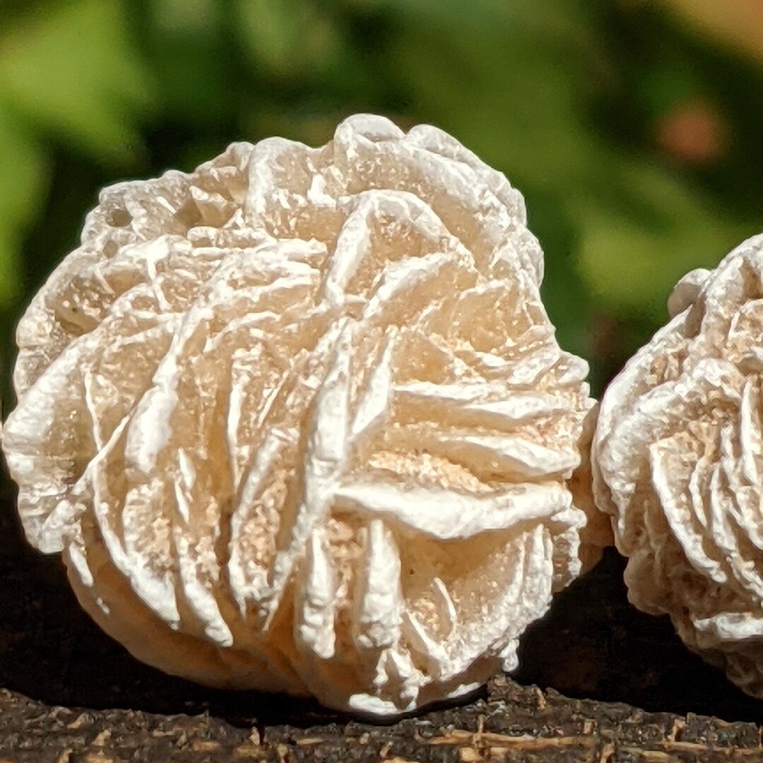 6 Desert Rose Selenite Flowers - Small Size (0.5-.075") - MEXICO ...