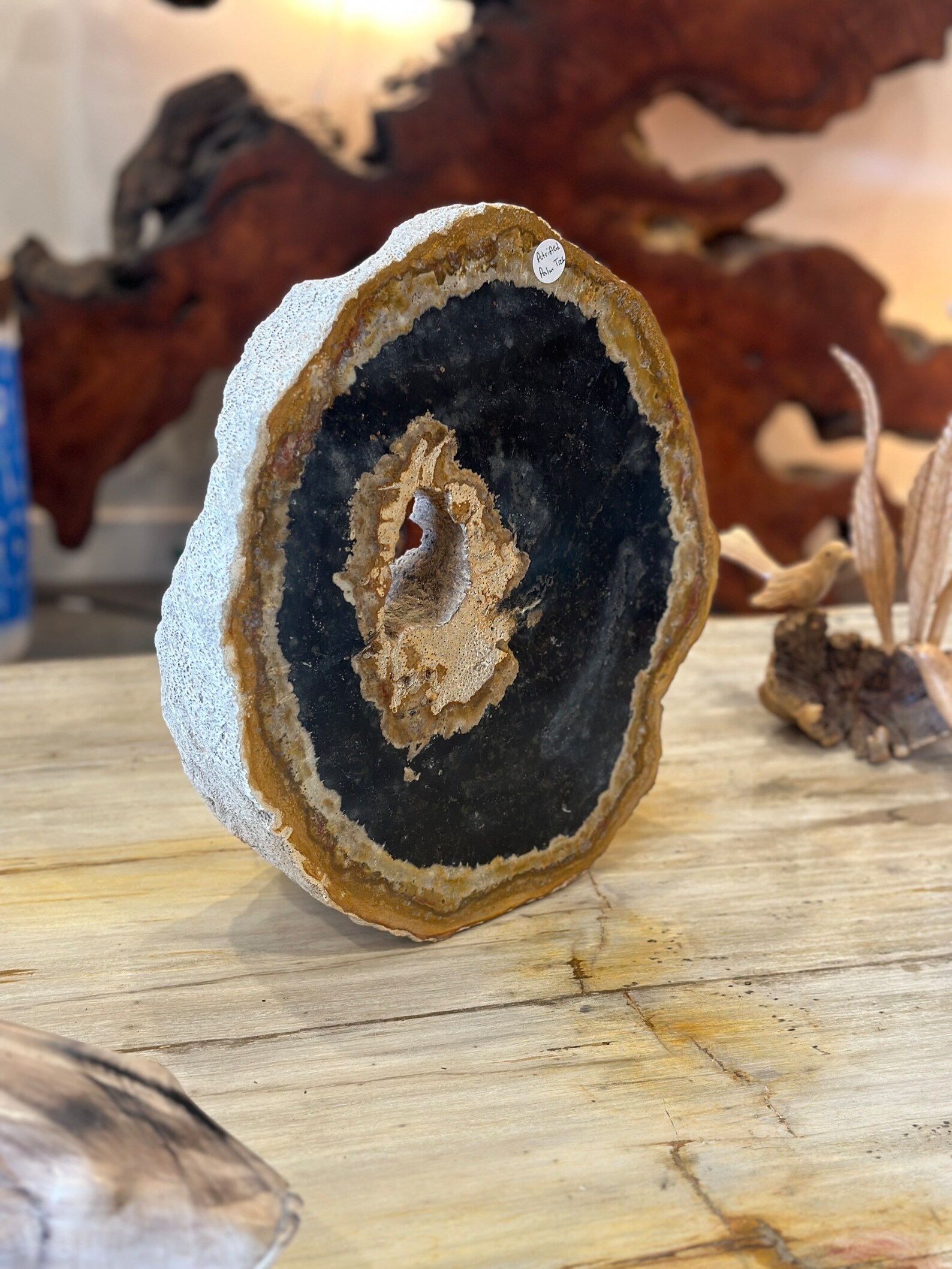 Petrified Palm Tree Sculpture: Natural Standing Art Piece - Etsy