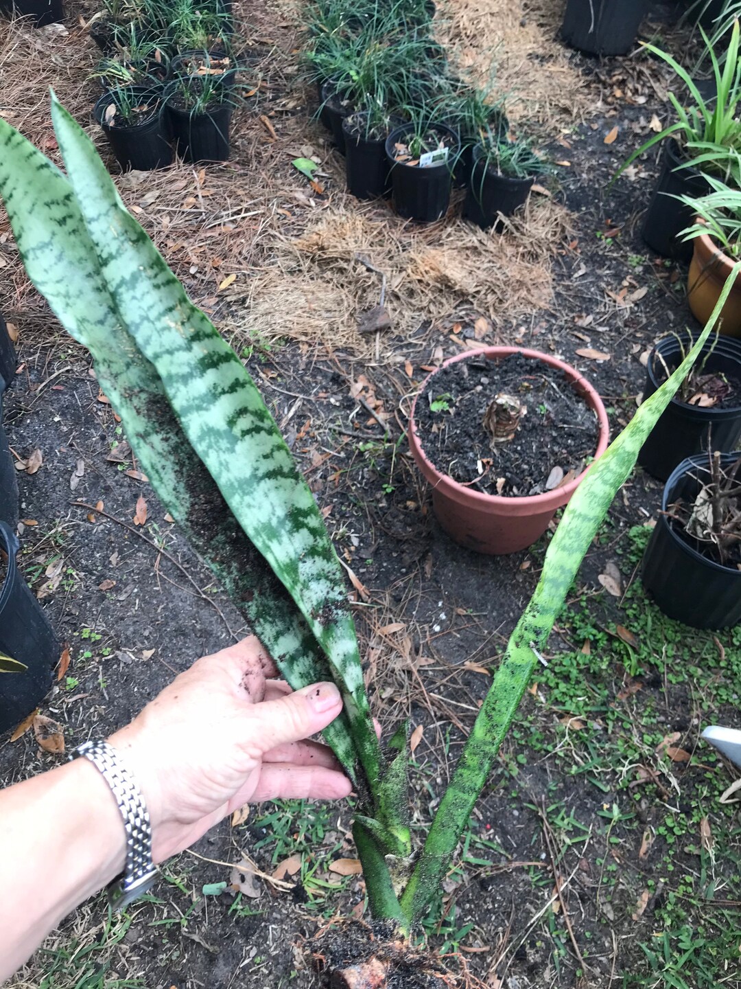Extra Large Snake Plant 20 Inches Plus Tall With Roots - Etsy