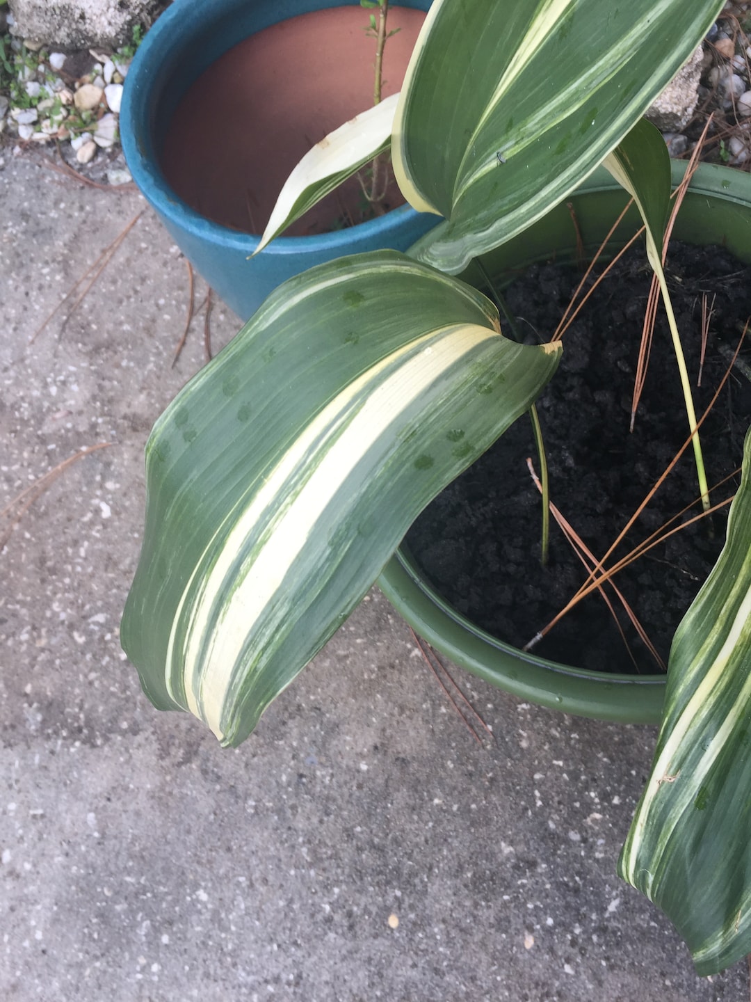 Variegated Aspidistra Iron Plants EXTRA LARGE (5)-25-30” Long - Etsy