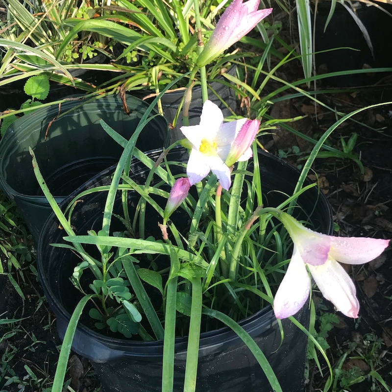 Rain Lily - Etsy