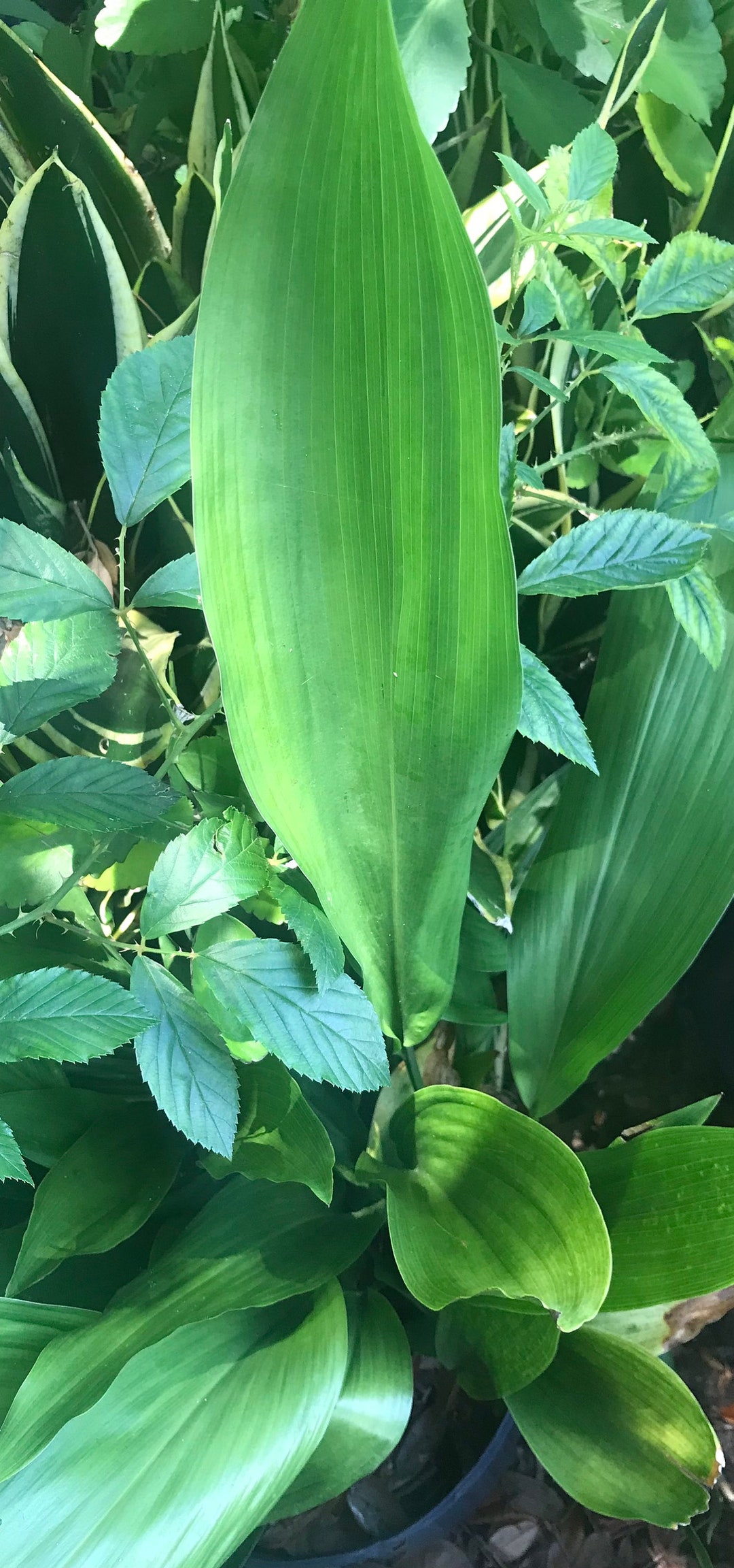 Aspidistra Cast Iron Plant 15-20 Leaves Plant 5 Leaves With Rhizomes - Etsy