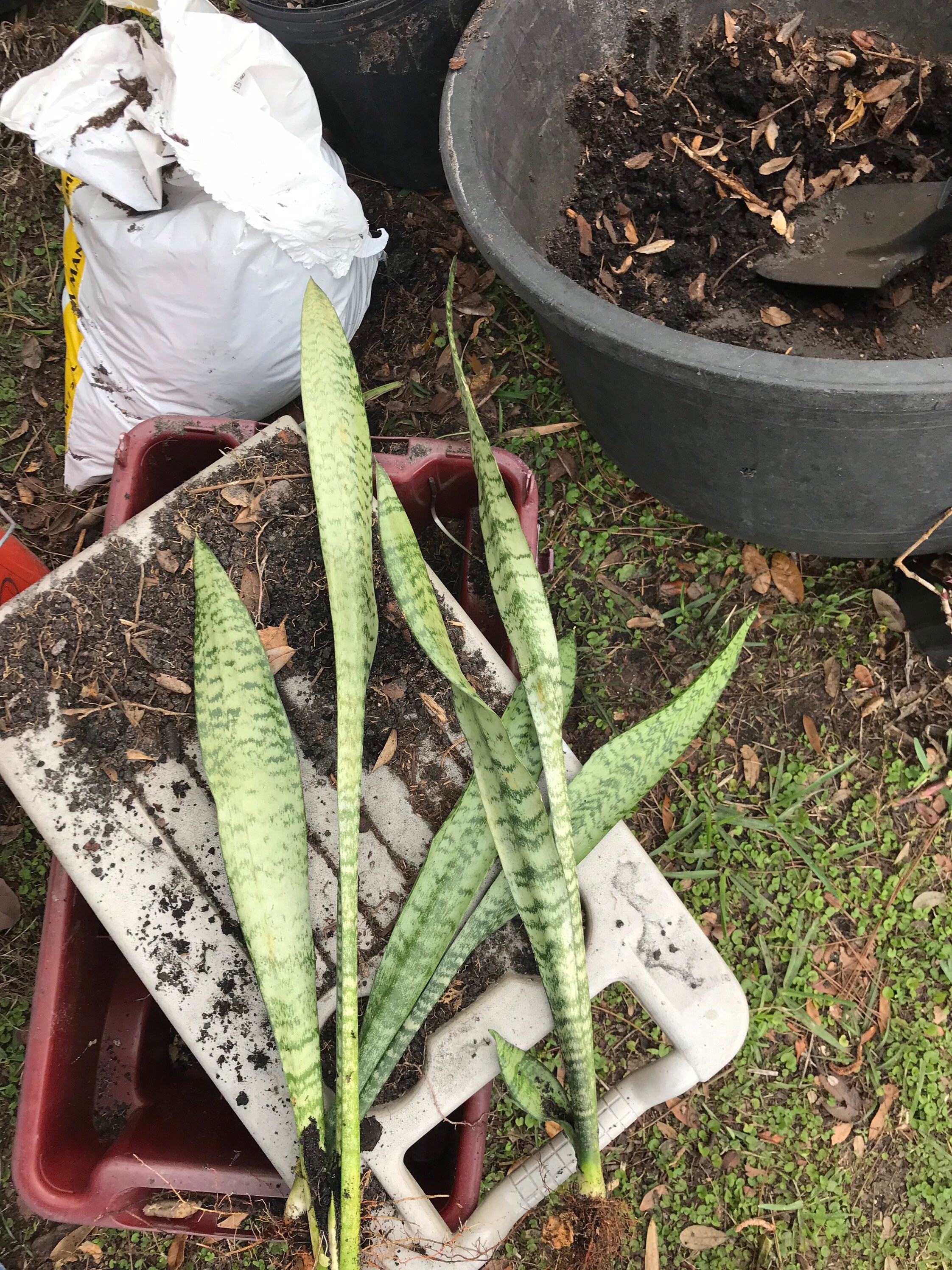 Extra Large Snake Plant 20 Inches Plus Tall With Roots - Etsy