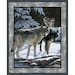 New Large PROWLING SILVER WOLF Pack in Winter Snow in Woods 100% Cotton ...