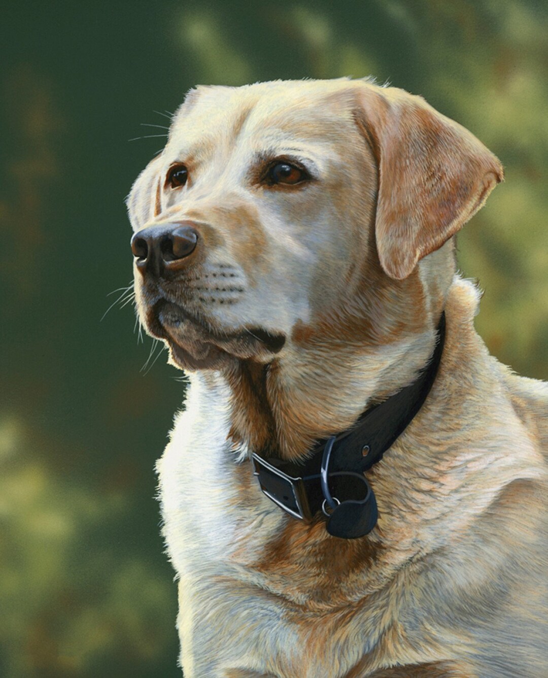 New Large DOGS WALLACE Brindle LAB Labrador Retrievers on This 100% ...